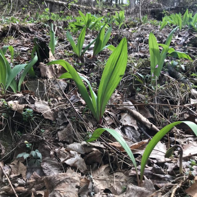 Savoring Spring: Ramp Season in Randolph County - Elkins-Randolph ...