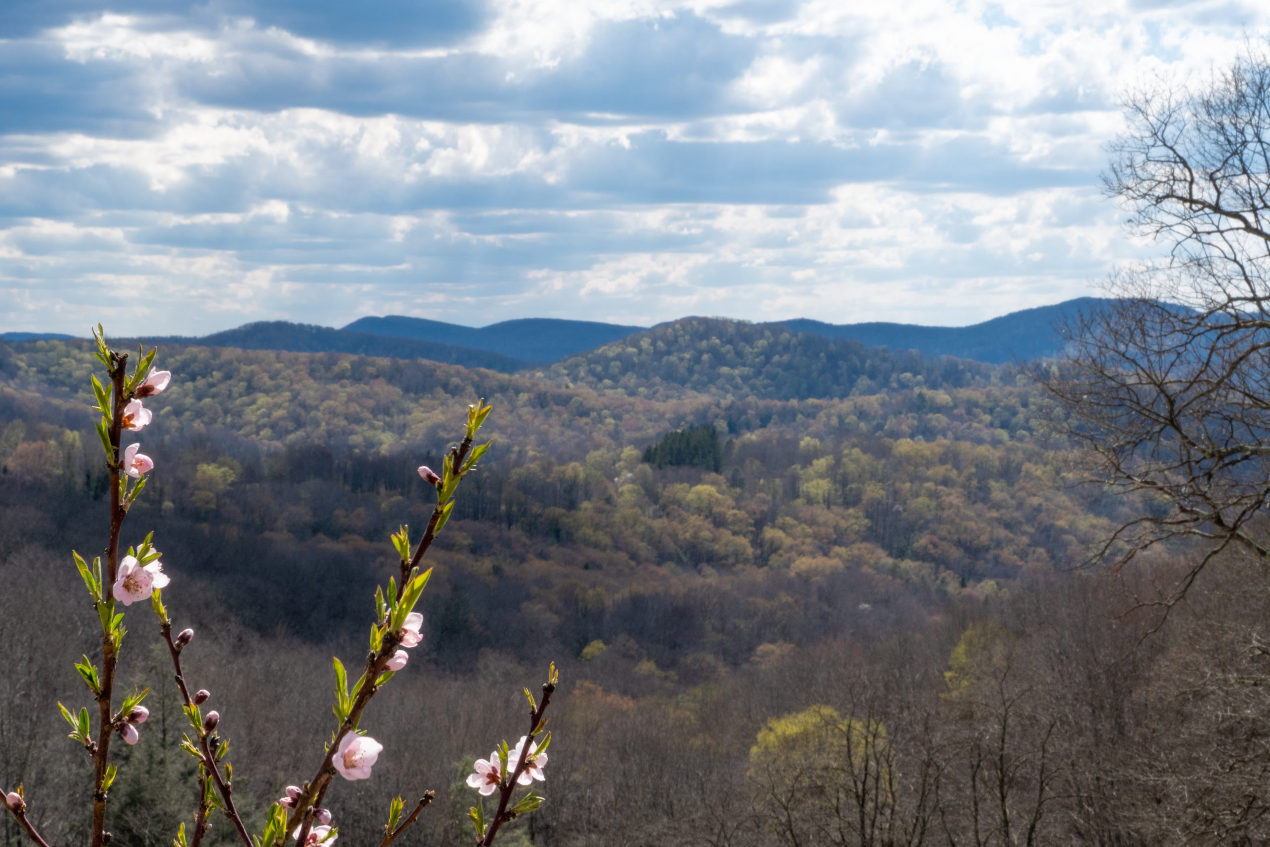 Flavored by Nature – Randolph County - Elkins-Randolph County Tourism