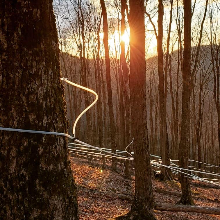 Spruce Knob Maple - Elkins-Randolph County Tourism